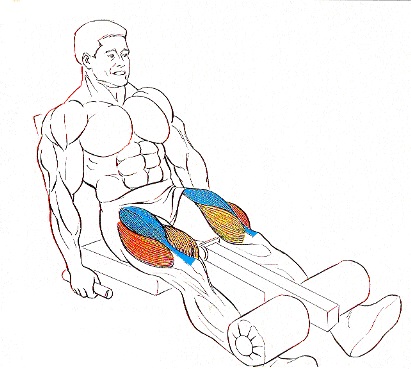 Guía para hacer tu rutina básica de piernas - MIGUELWORKFIT