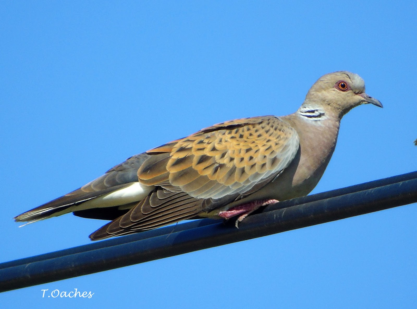 PASARI DIN ROMANIA: TURTURICA, Streptopelia turtur