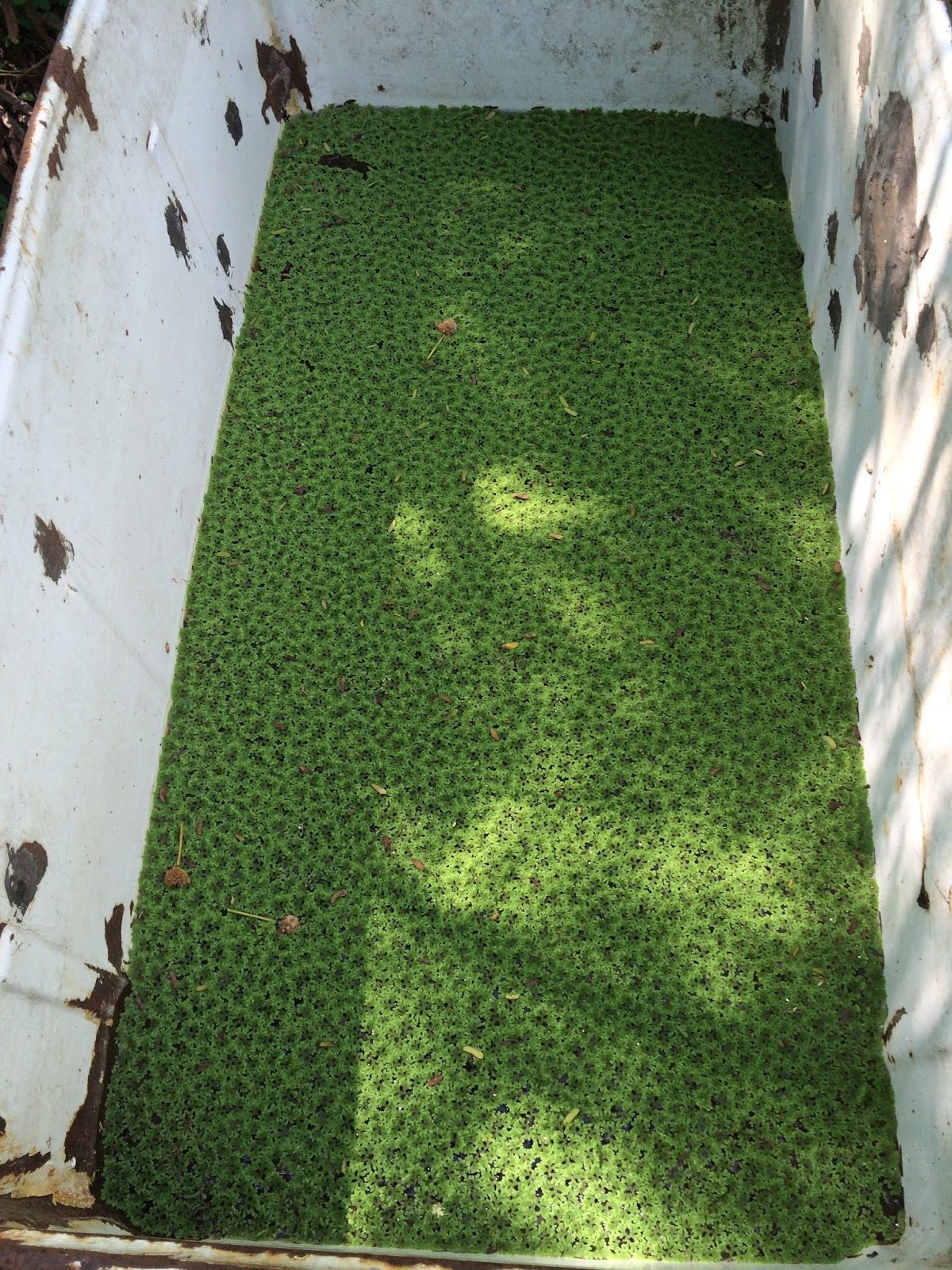 PachamWorld: How I Plant my Azolla