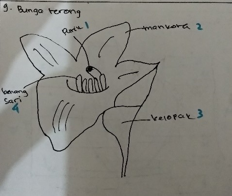 Biologi Bunga Terung