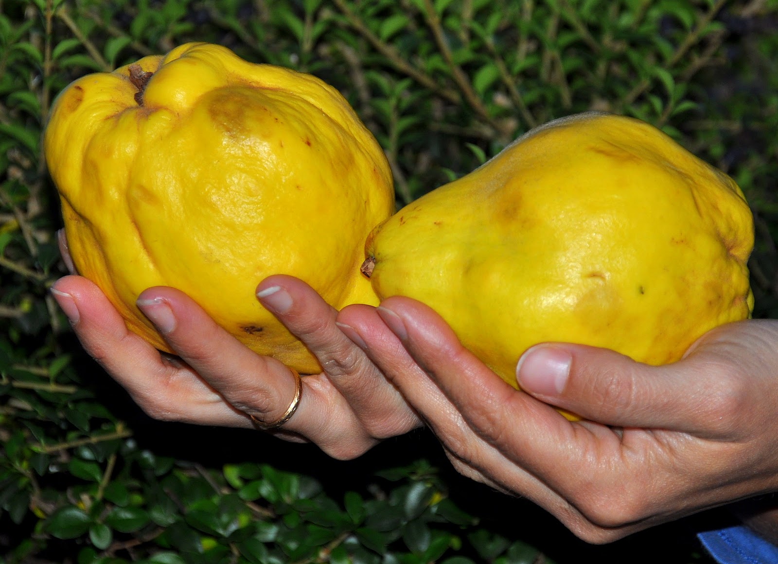 Sabores del mundo: Dulce de Membrillo