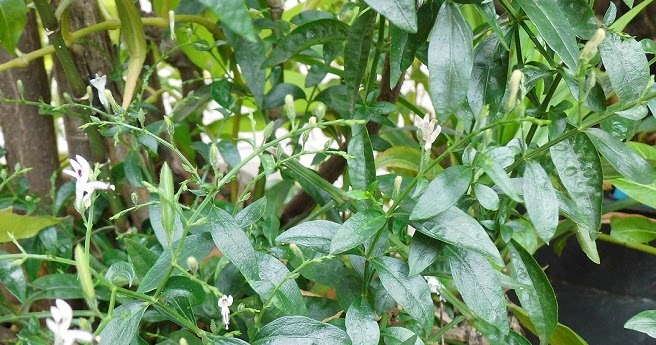 Sambiloto Andrographis Paniculata