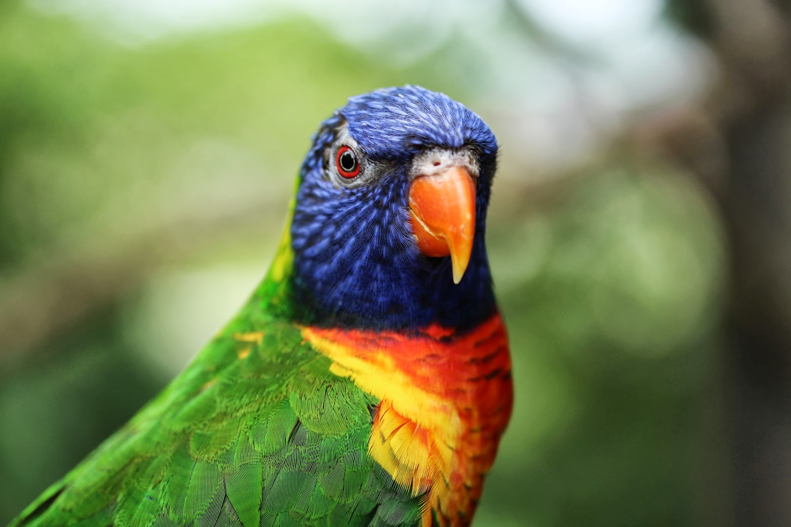 ChatterBlossom: Wordless Wednesday – Parrot Paradise