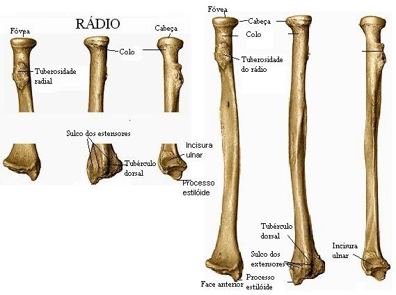 Técnico em RADIOLOGIA