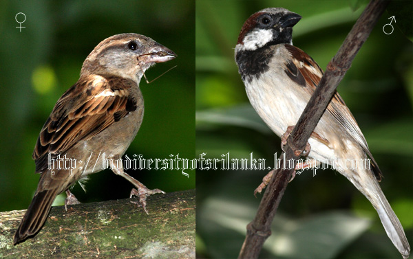 Biodiversity of Sri Lanka: ගේ කුරුල්ලා[Ge-Kurulla]/House Sparrow ...