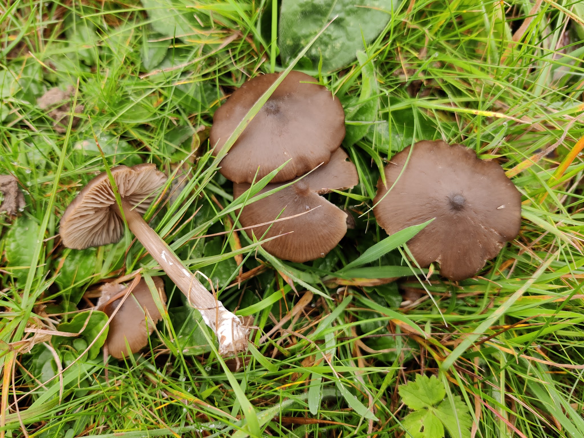 Misidentifying Fungi: Entoloma Challenge