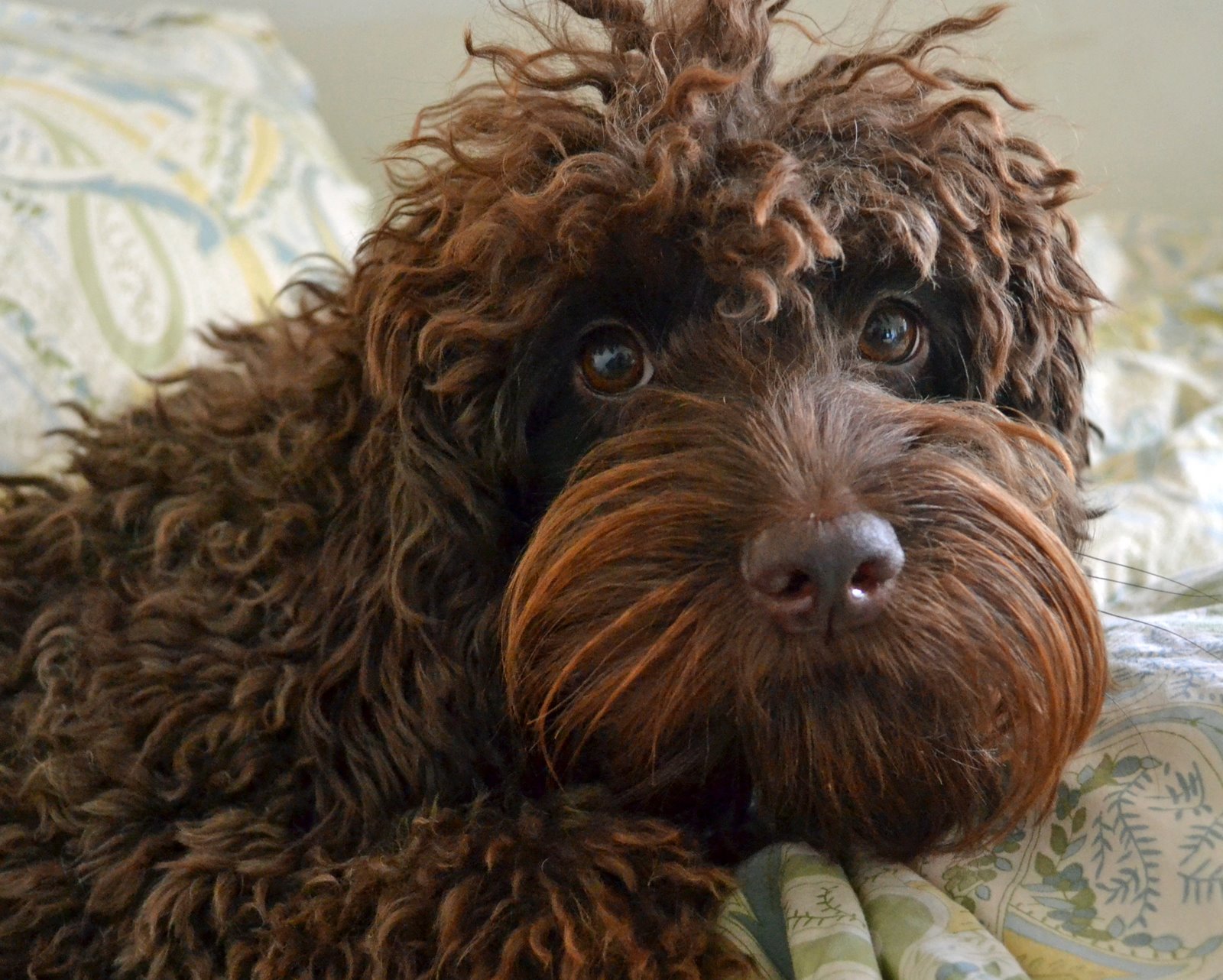 Golden Gate Labradoodles: Authentic Australian Labradoodles: Psychic ...