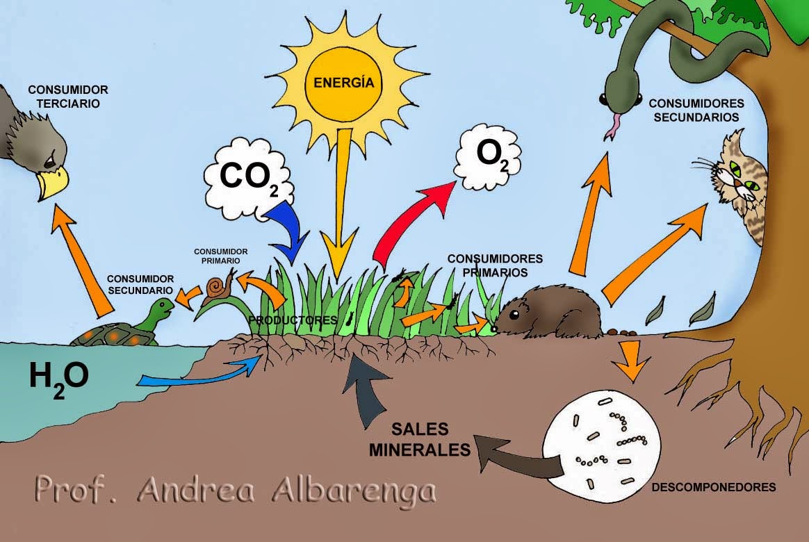 ECOLOGÍA PLANTEL 20: FACTORES BIÓTICOS Y ABIÓTICOS.