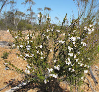 Esperance Wildflowers: Microcorys obovata – Lamiaceae