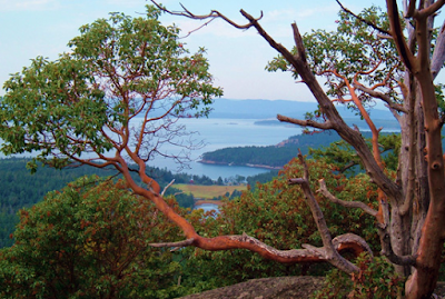 Madrone trees for sale oregon - Inspiration Home Design