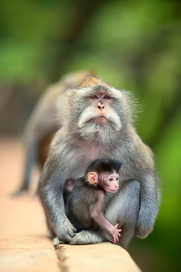 Monkey | Birds and Animals Collection