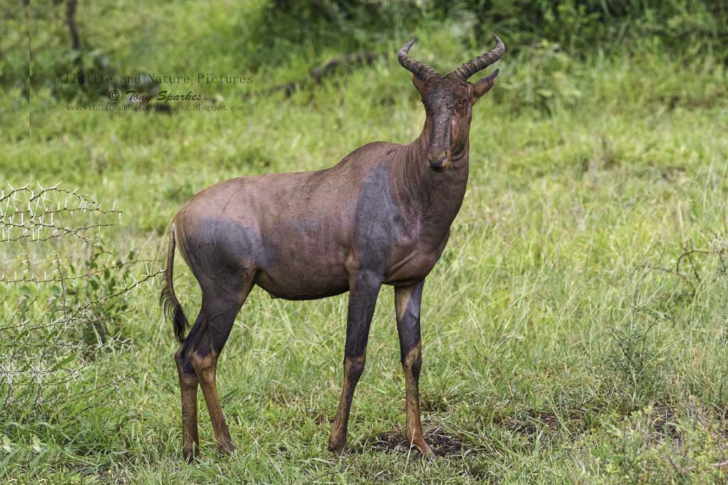 Tsessebe - Antelope of the Northern Kruger Park |Wildlife and Nature ...