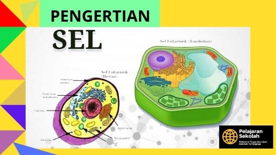 Pengertian Sel Jaringan Organ Dan Sistem Organ - Pelajaran Sekolah