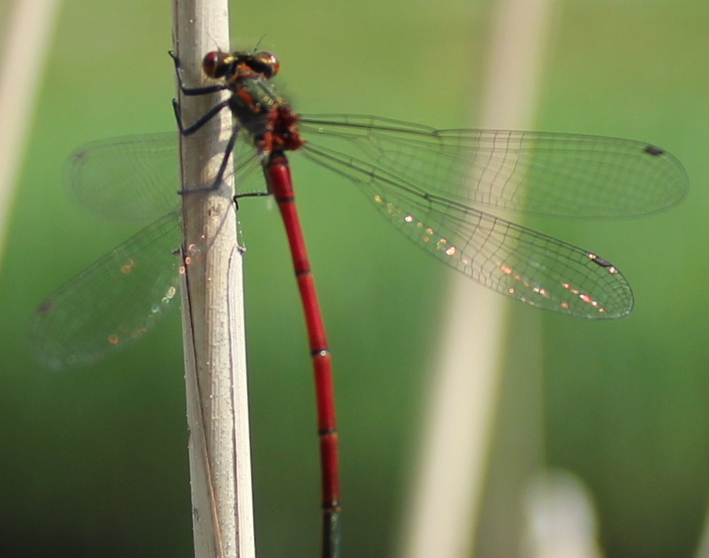 " kieknoutocheens ": Natuurfoto parende libelles
