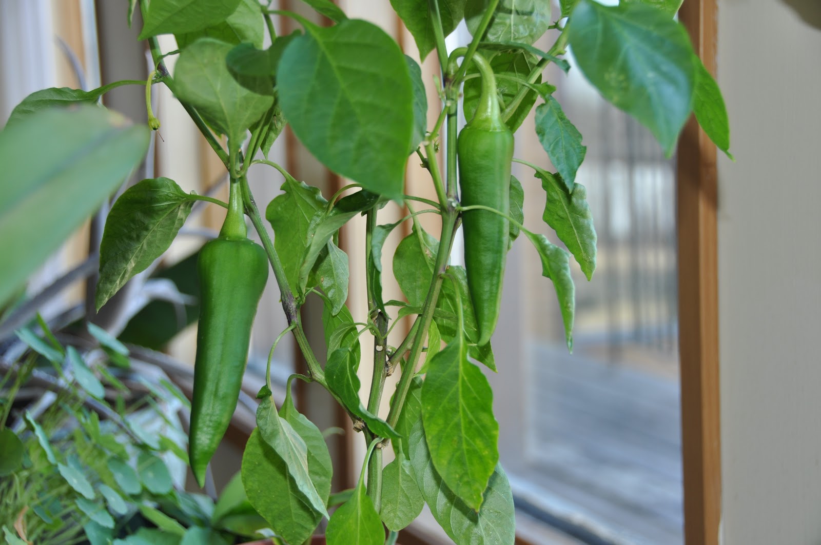 Northern Exposure Gardening: Pasque Flowers and Indoor Peppers