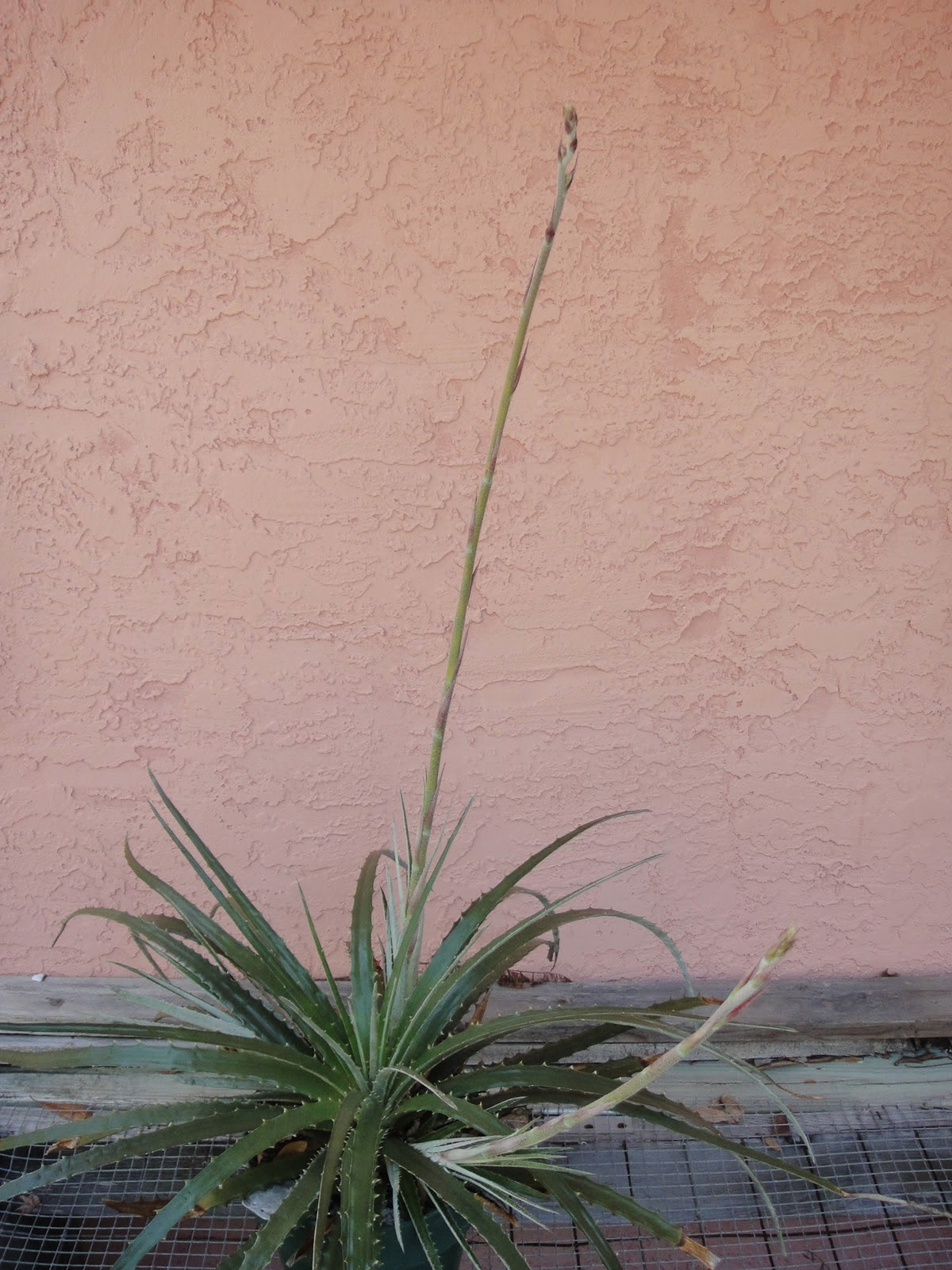 Succulent Bromeliads and others : A word about Hechtia's