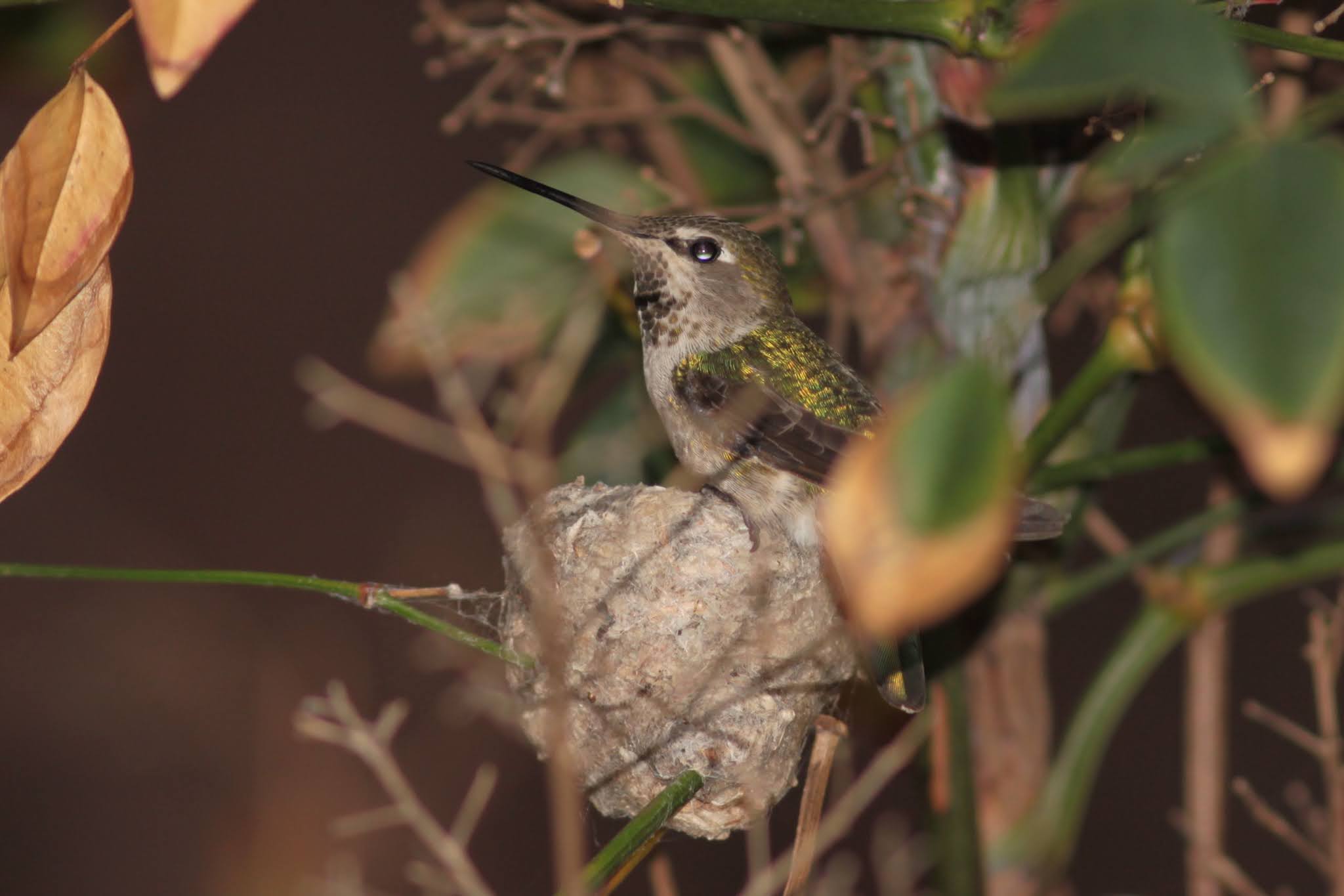 The Backyard Birder: Hummingbirds nest in chilly weather