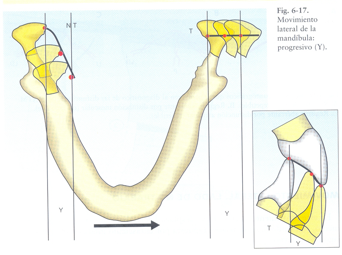 Generalidades de Prostodoncia Fija: Movimientos mandibulares