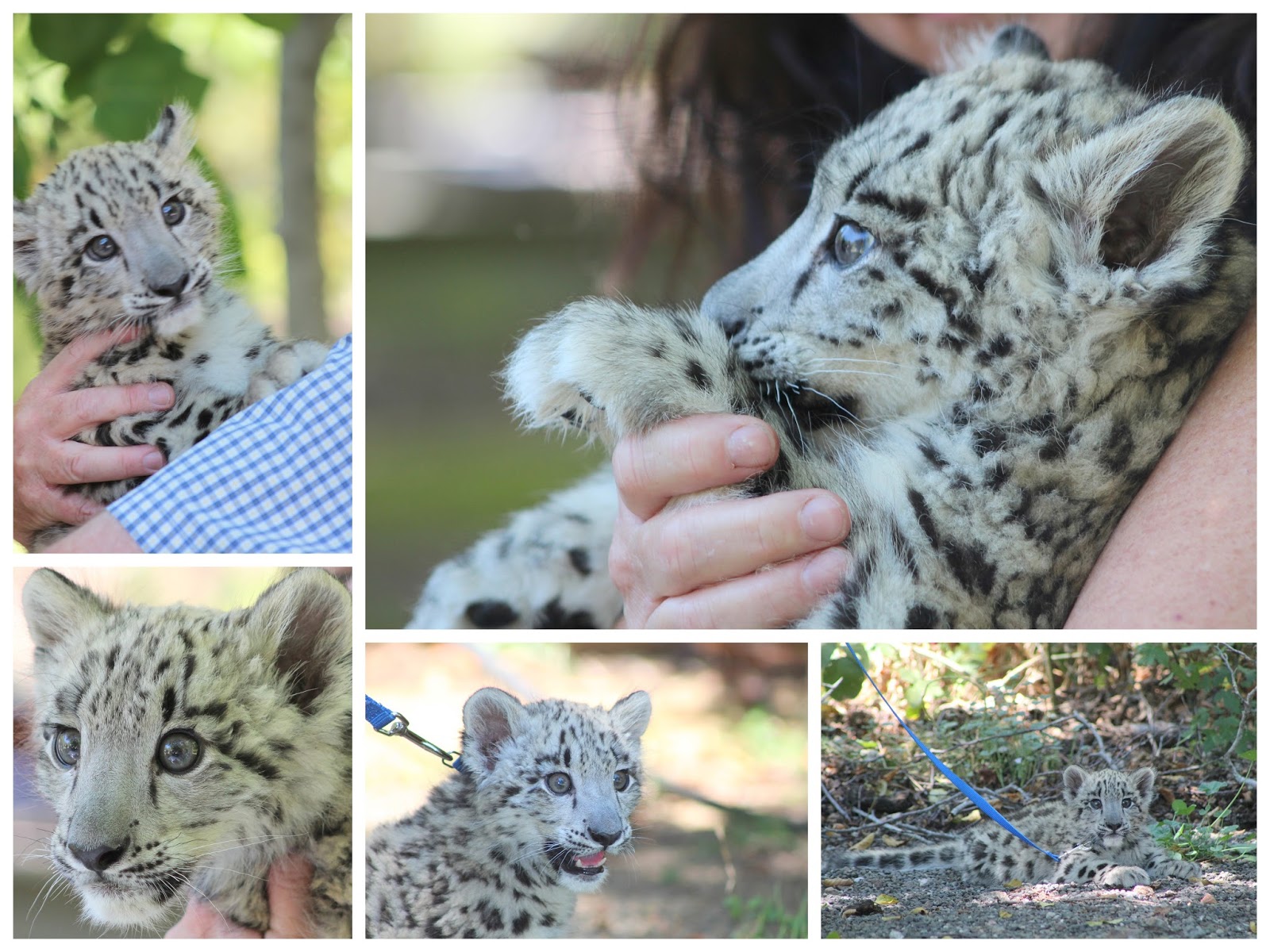 Tickety-boo Health Coaching: Jackson: the baby snow leopard