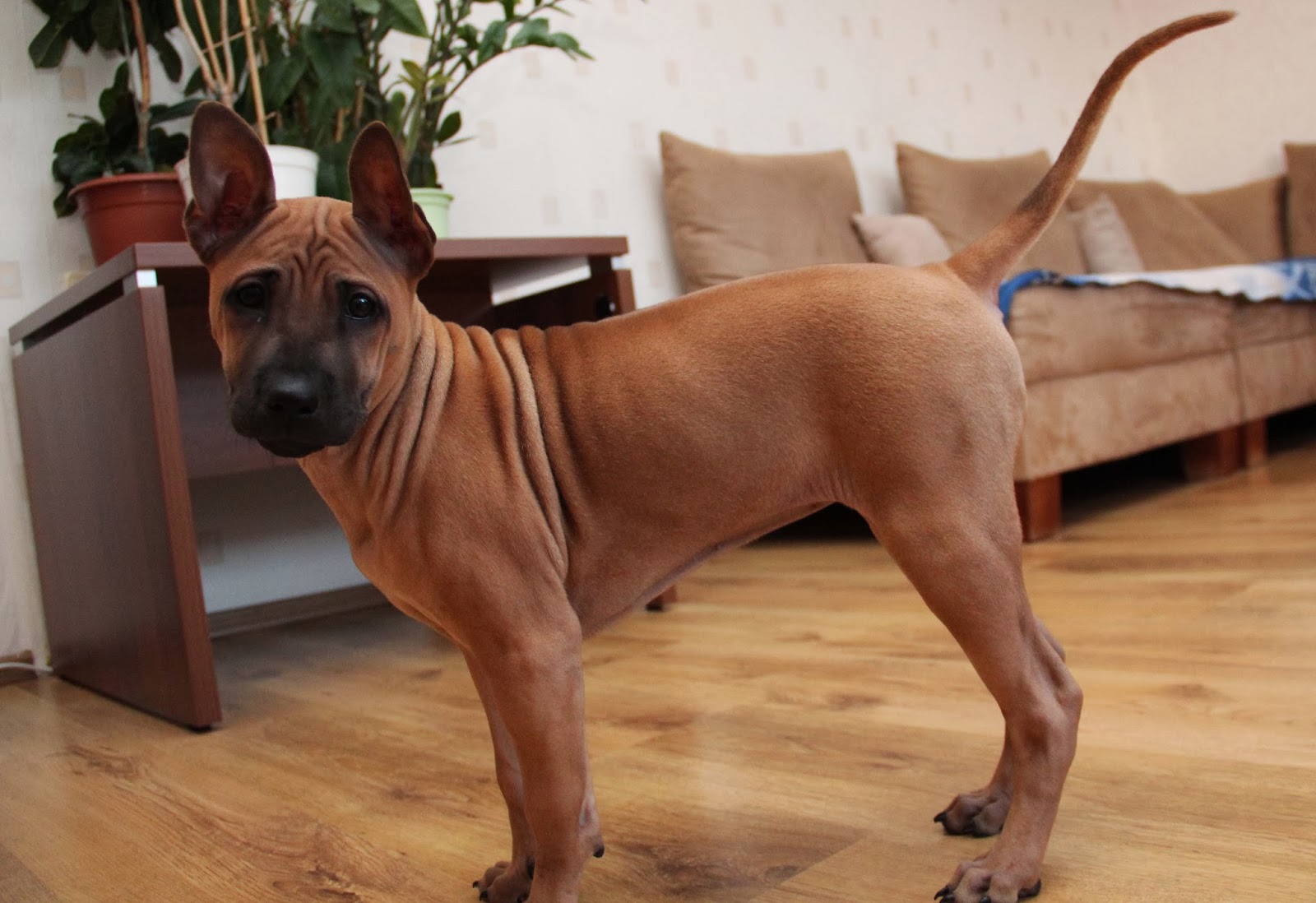 Thai Ridgeback Dog: SUNNY!