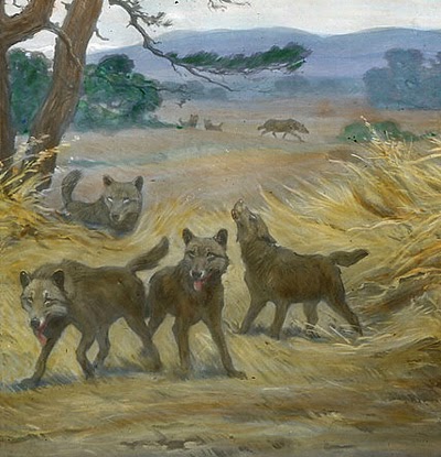 Synapsida: Pleistocene (Pt 12): Dire Wolf Redux