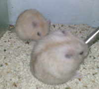 Putra Hamtaro Farm: Macam - macam jenis Hamster di Indonesia