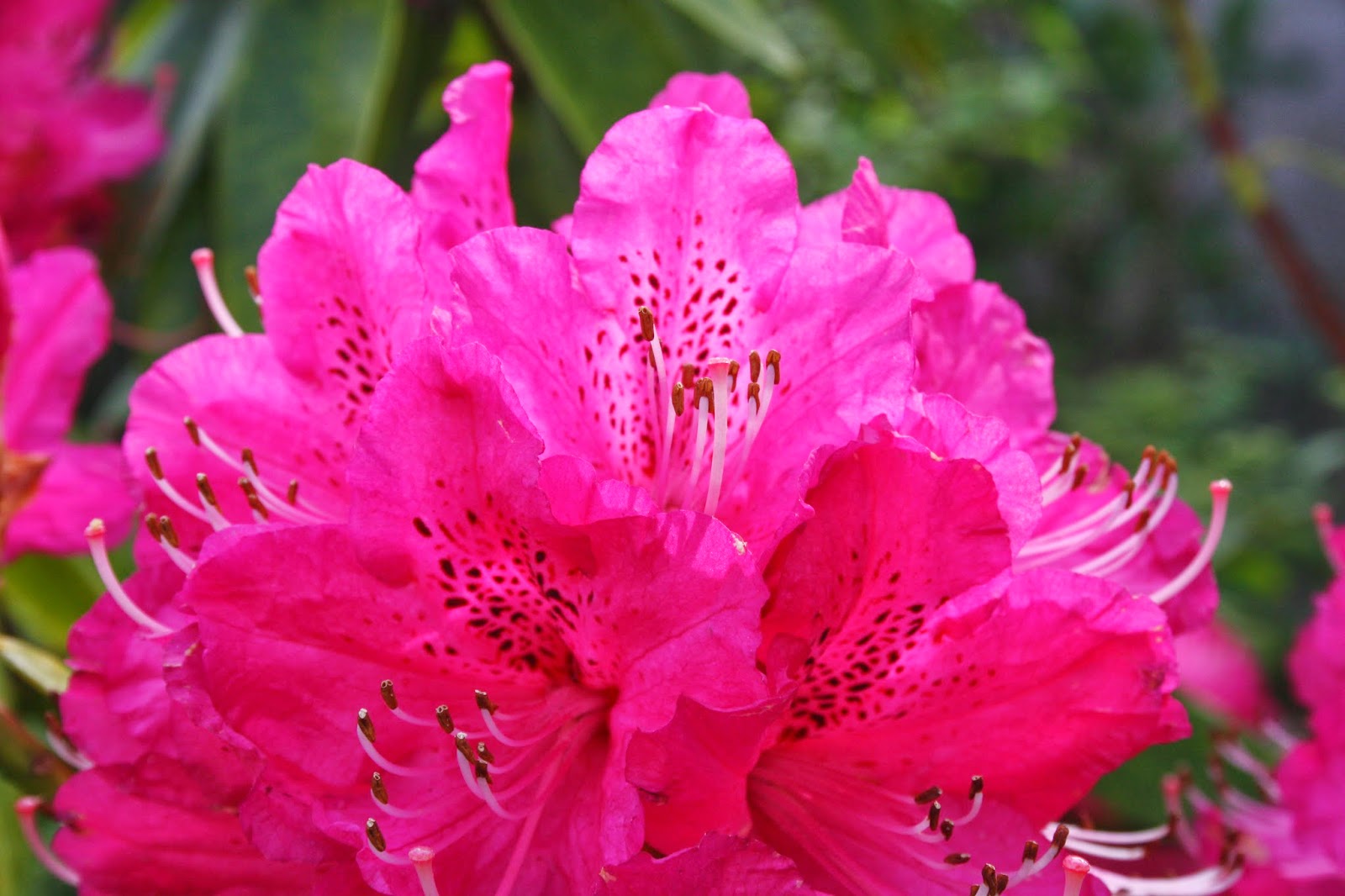 .: Rododendro en plena floración.