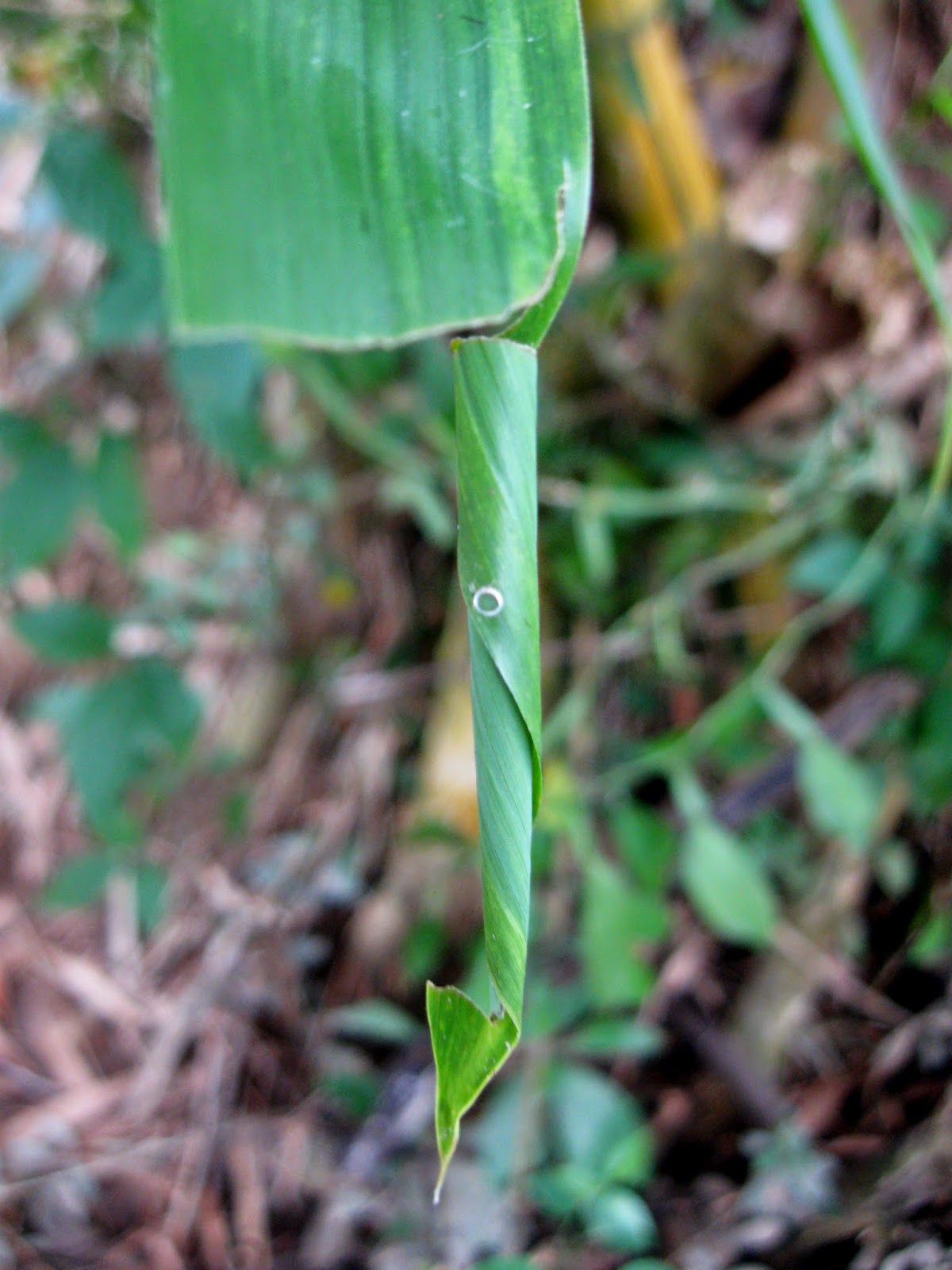 Nature Of Srilanka: Common Red Eye (Matapa aria) - රතැසියා