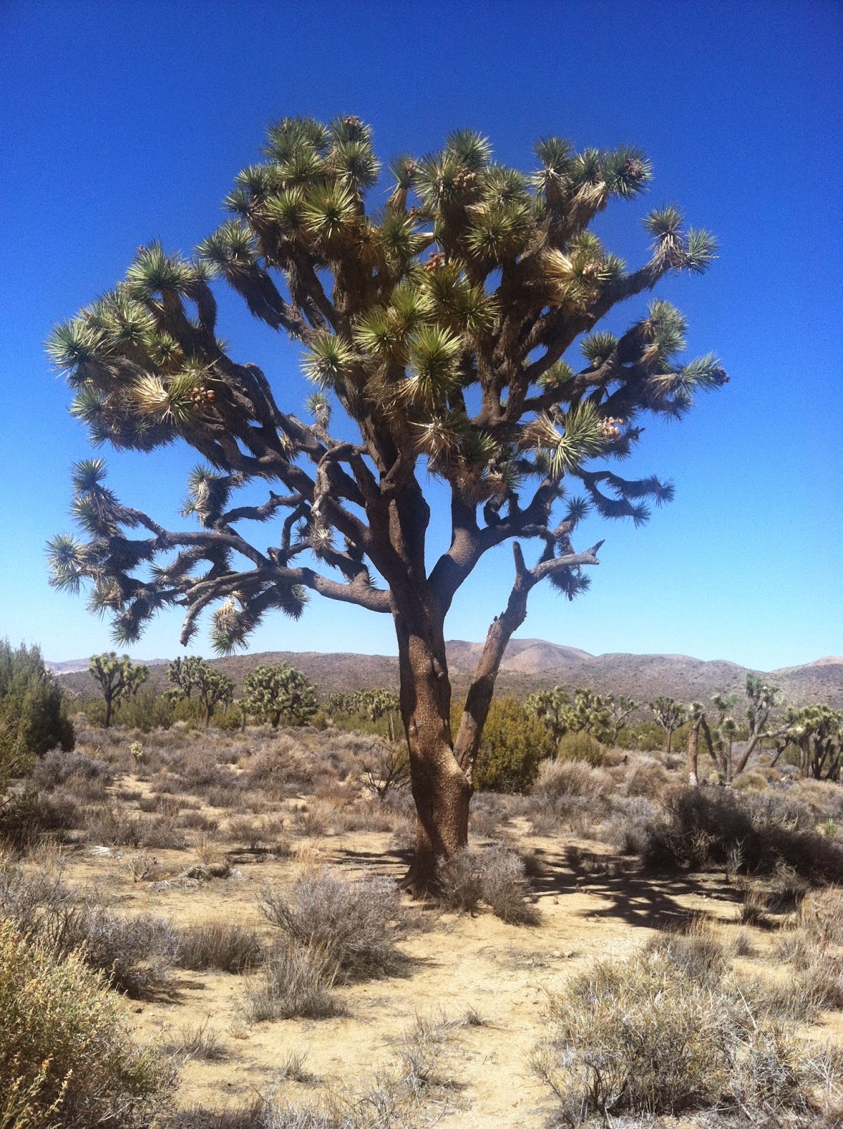 Washington DC Trees: The Scarlet Oak...in all her glory