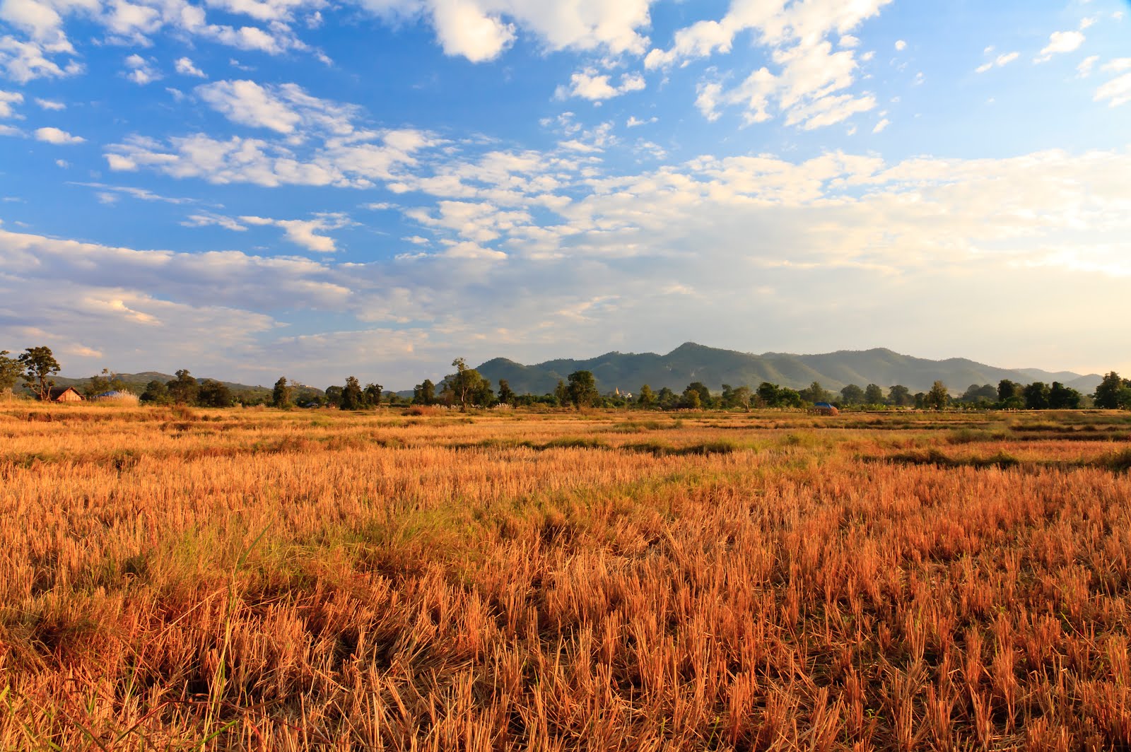 Landscape Photography: Landscape photography or Harvested rice field