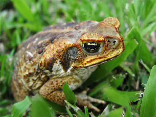Cane Toad