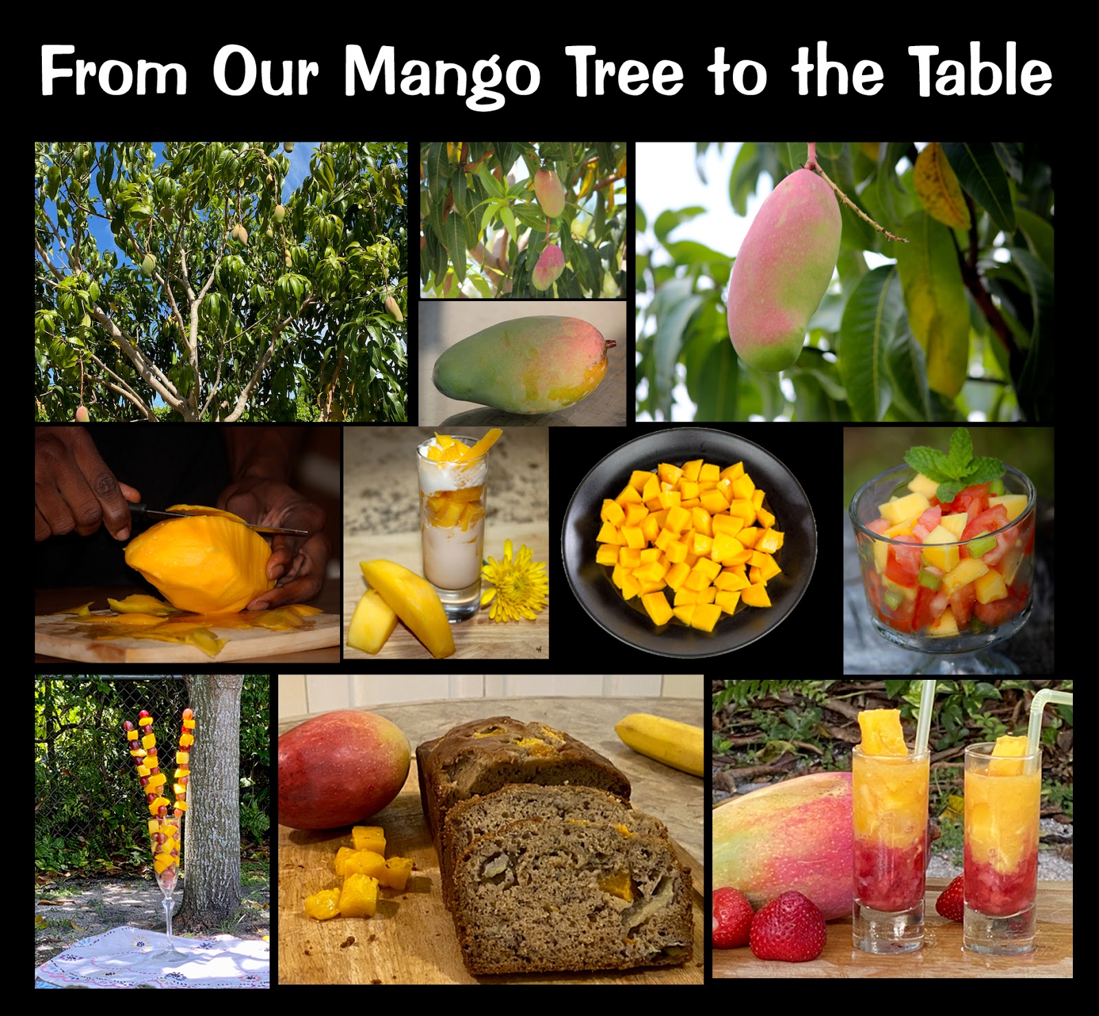 Dietitians Online Blog: National Mango Month - From Our Mango Tree to ...