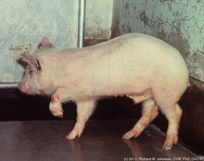 HOG CHOLERA |Media Penyuluhan Pertanian