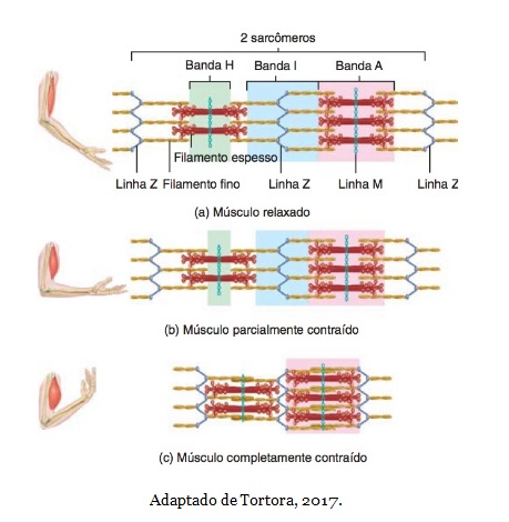 TECIDO MUSCULAR: CONTRAÇÃO, LESÃO E CICATRIZAÇÃO ~ Skin. Blood. & Bones.