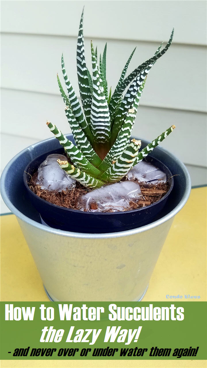 Condo Blues: How to Water Succulents the Lazy Way!