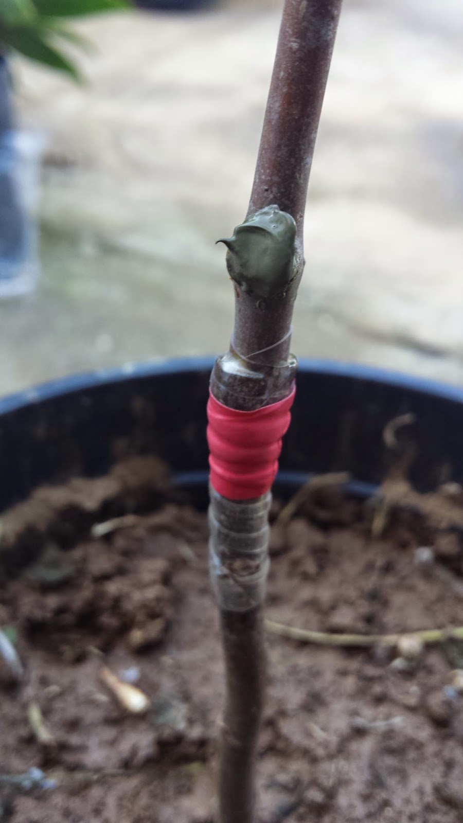 PLANTAR CIENTOS DE ARBOLES: Injertando Serbales, de nuevo