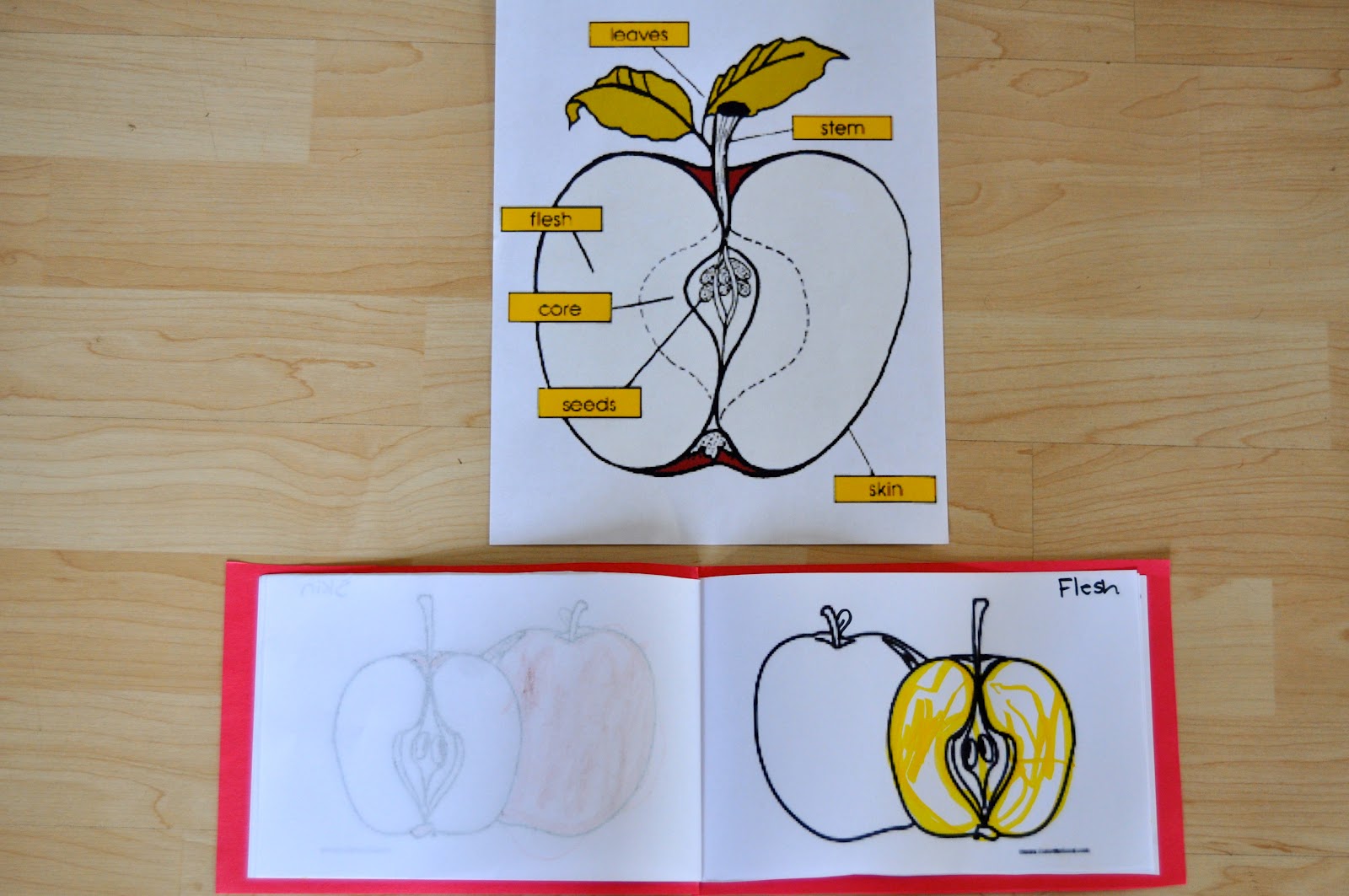 Sorting Sprinkles: Apple Week for Preschoolers - Part 2