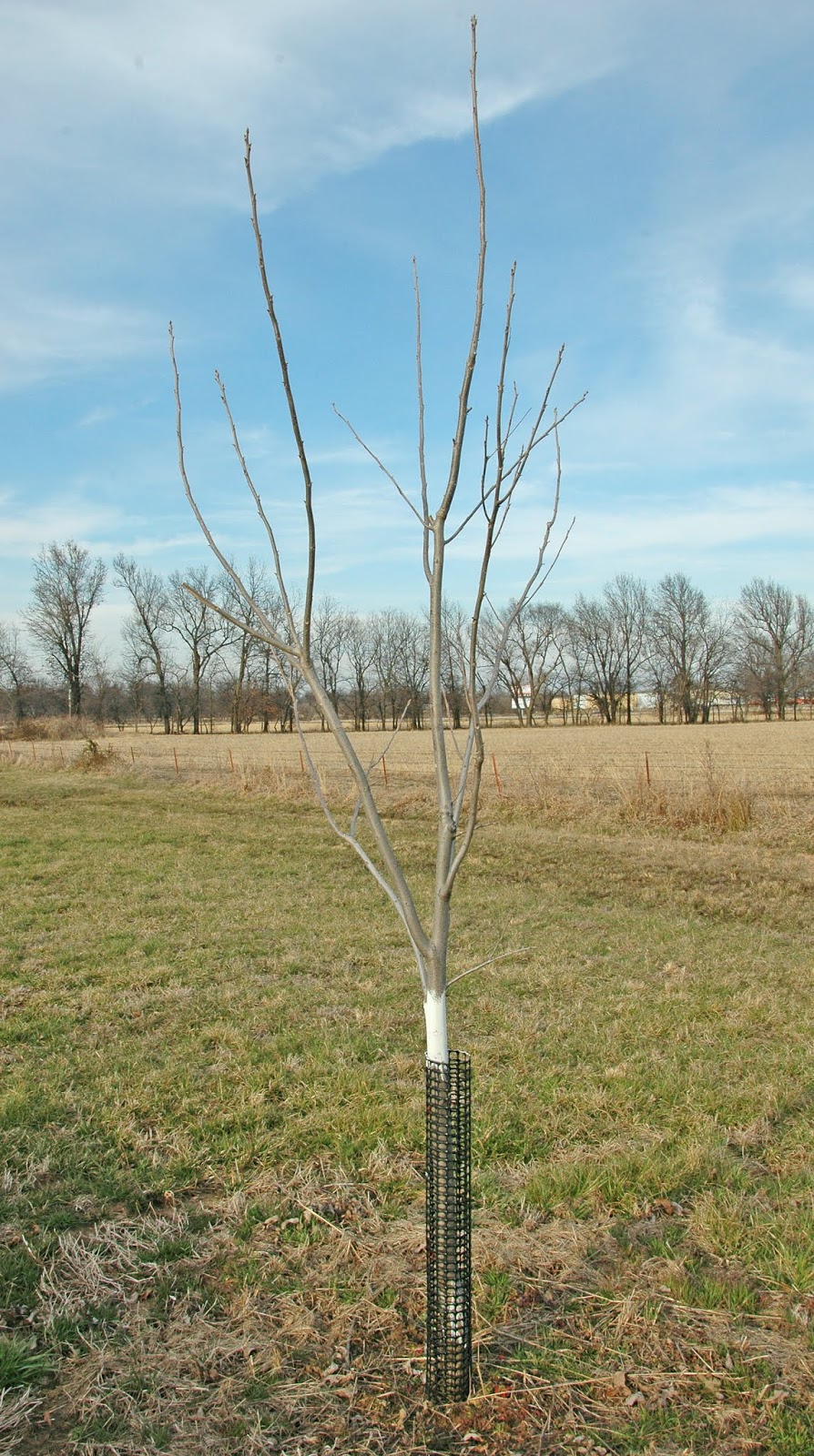 Northern Pecans: Pruning out narrow branch forks