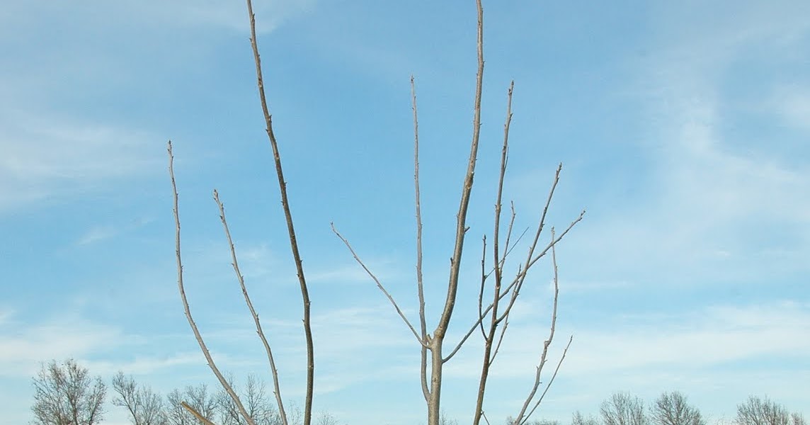 Northern Pecans: Pruning out narrow branch forks