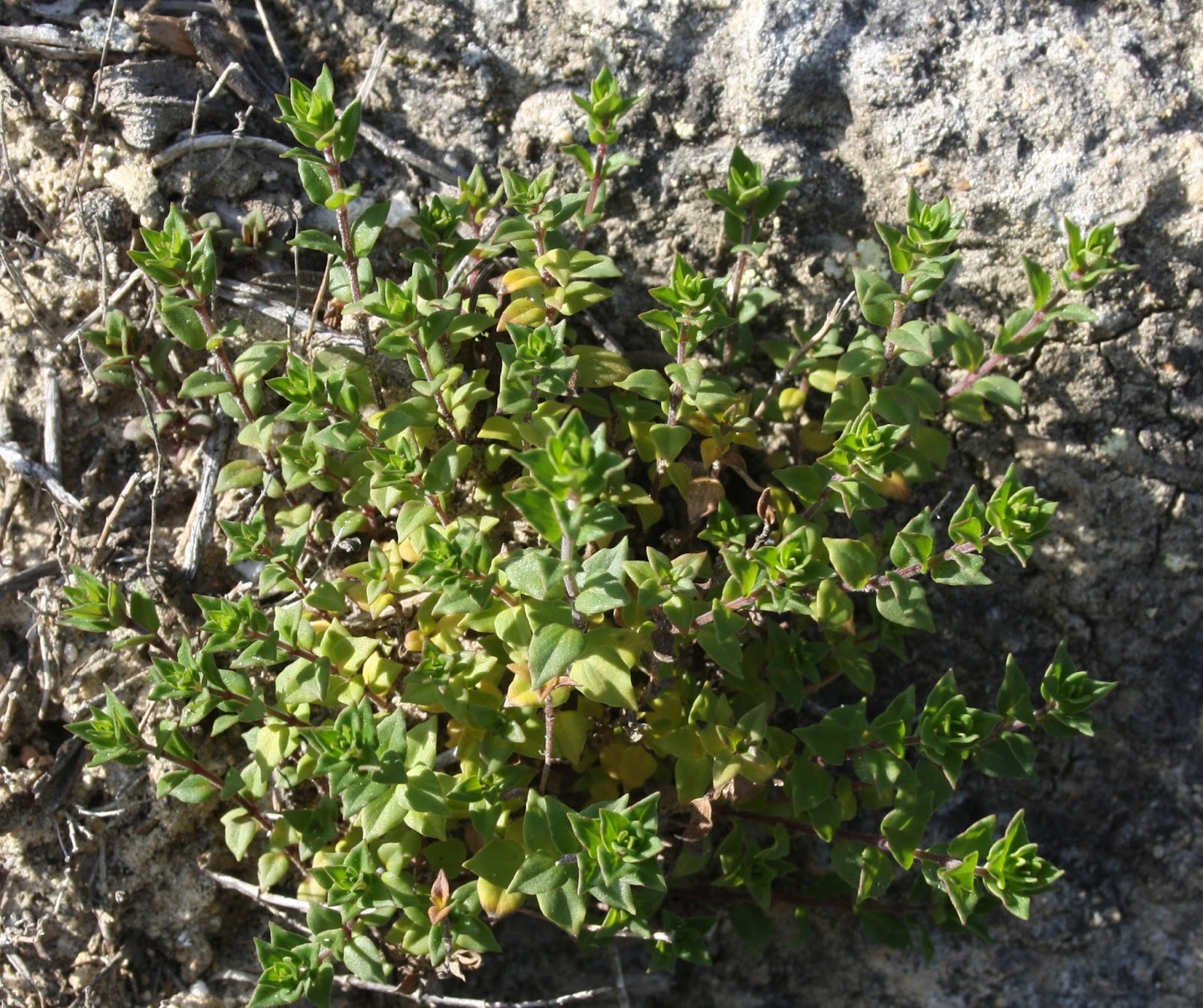 Plantas: Beleza e Diversidade: Hissopo-bravo (Micromeria graeca subsp ...