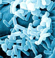 HIGIENE I ALIMENTS: Coliformes