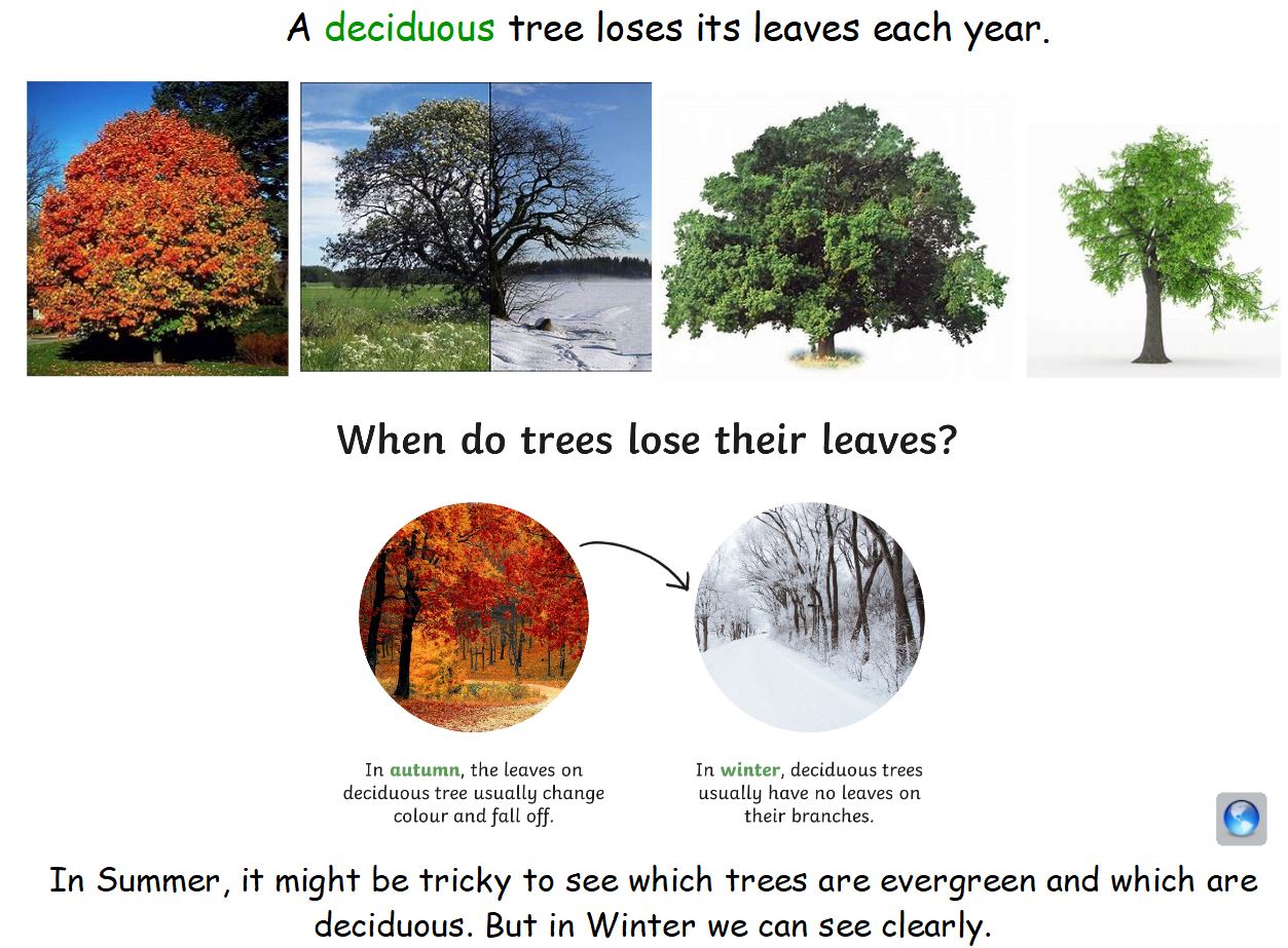 Year 2: Evergreen and Deciduous Trees