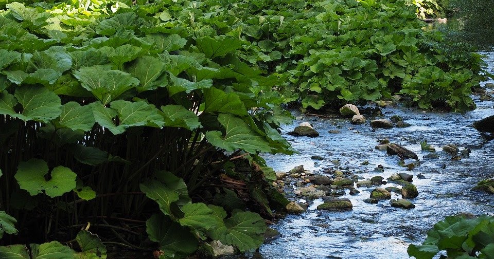 Upoznajte Fuki ili Japanski lopuh - povrće i ukrasna biljka.