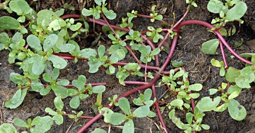 Halamang Gamot (Herbal Medicine): Purslane or Gulasiman - mabisang ...