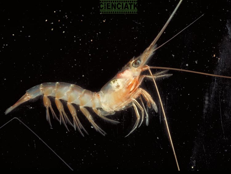 Especies marinas de interes bromatologico