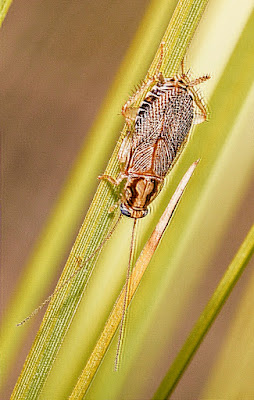 BunyipCo: Around the Traps