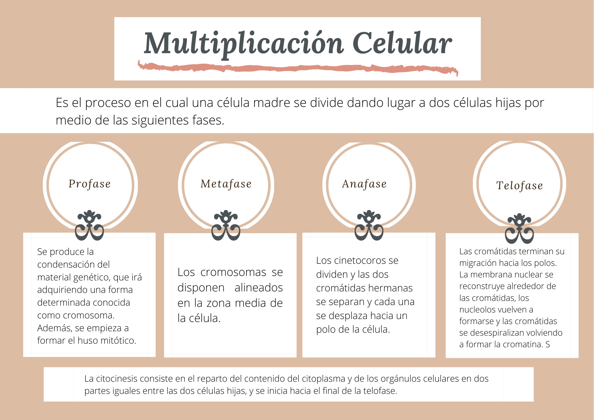 Multiplicación Celular