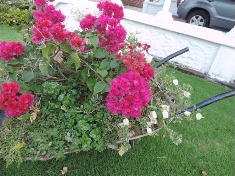 CRONICAS DE CUCUTA: 1351.- FLORES DE CUCUTA