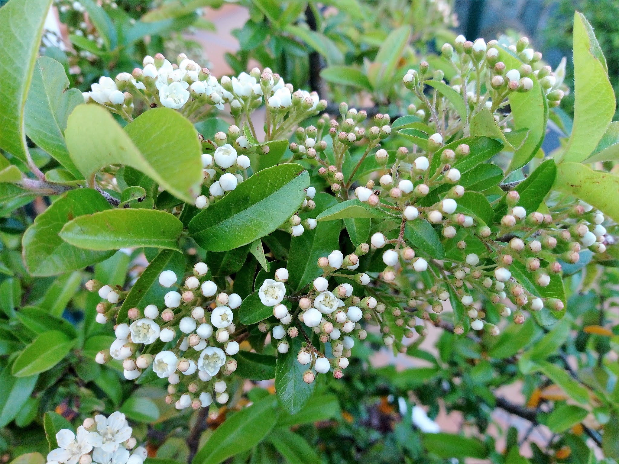 Biosfera vegetal.: Espino de fuego o piracanta (Pyracantha coccinea M ...