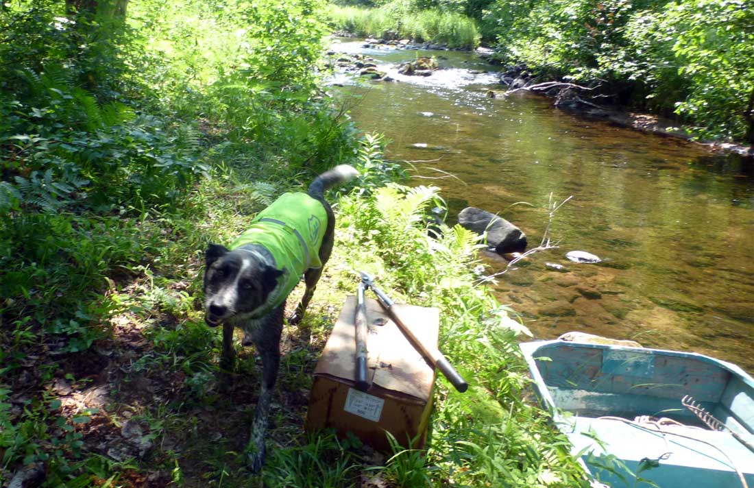 The Trail Mutt Reports: Clearing the Pilgrim River Watershed trails
